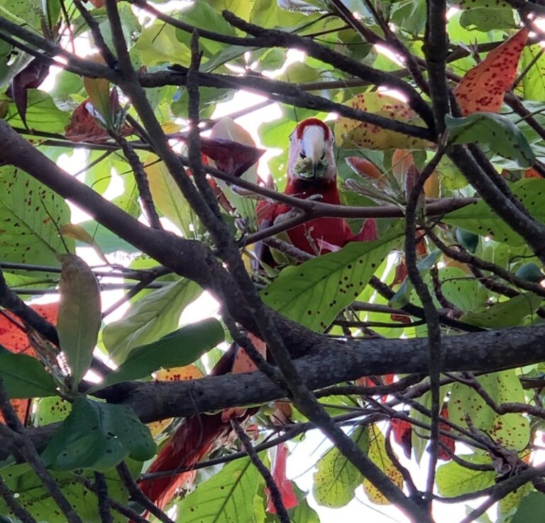 Discovering Happiness In Costa Rica – 2021 || Rayobyte