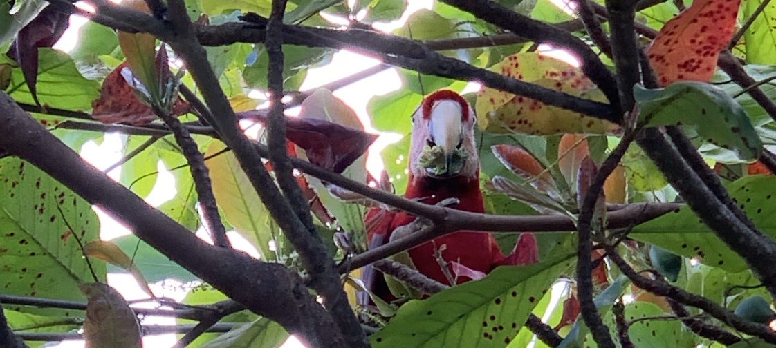 Discovering Happiness In Costa Rica – 2021 || Rayobyte